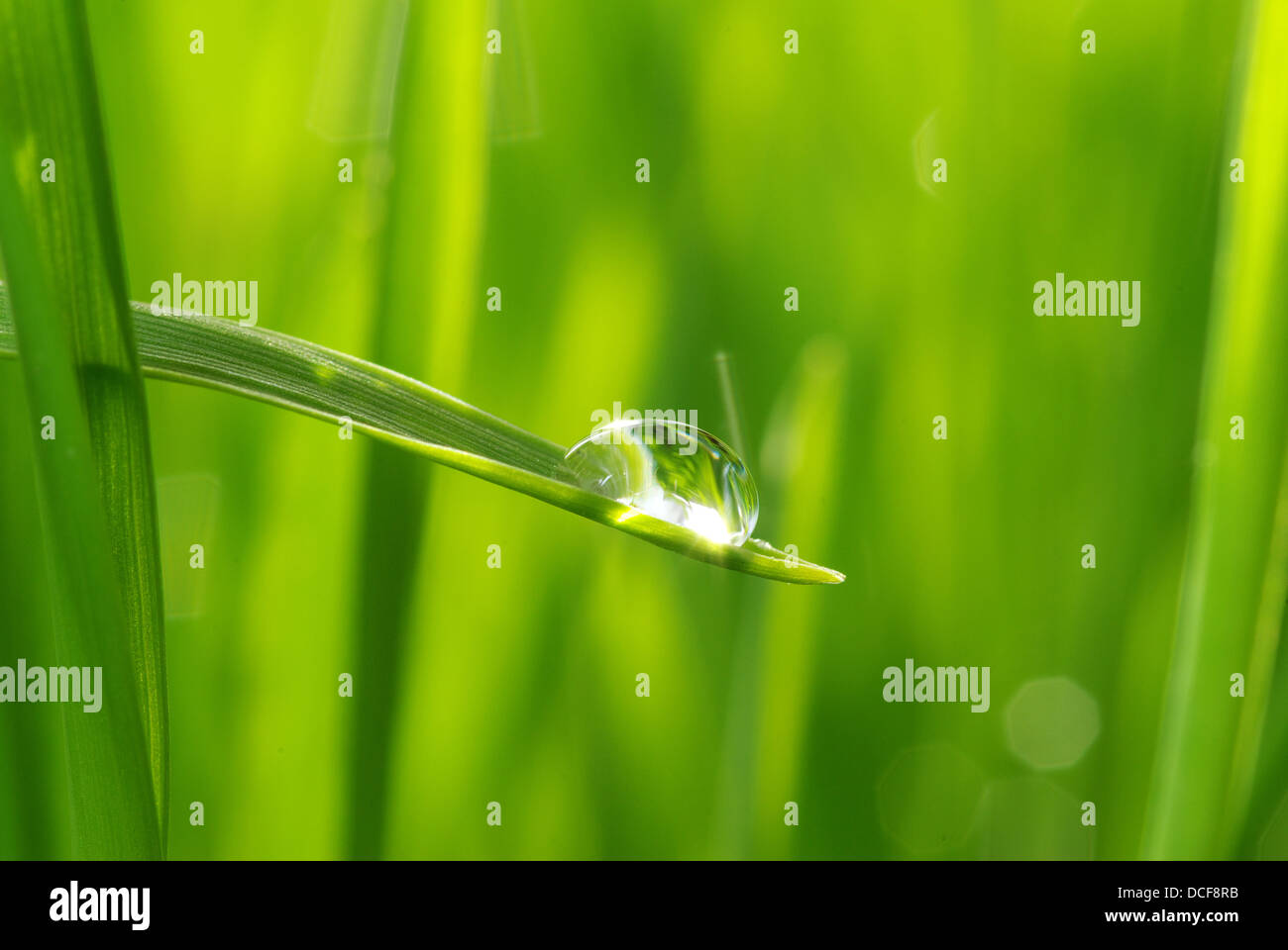 drop on grass Stock Photo - Alamy