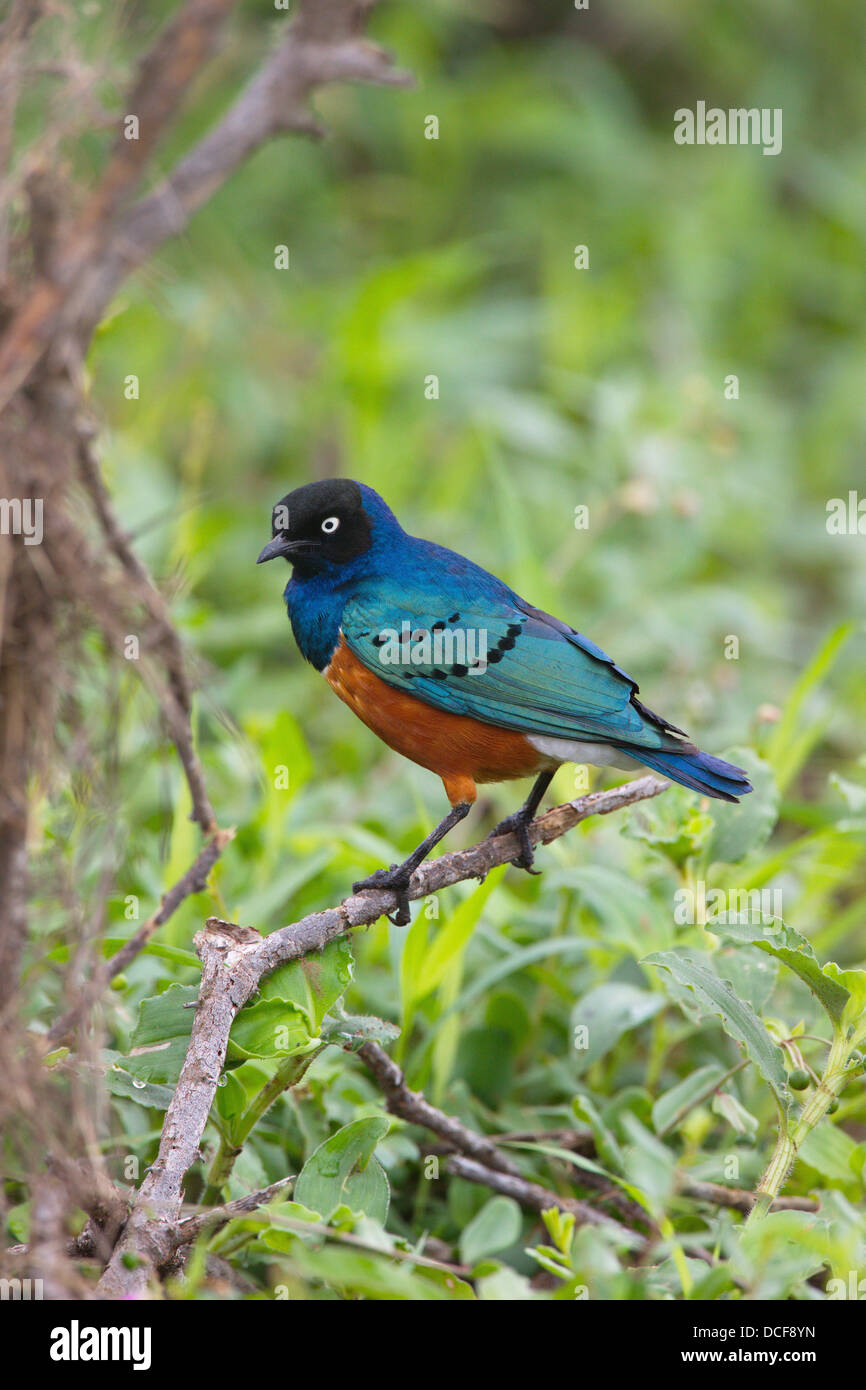 Kenyan starling hi-res stock photography and images - Alamy