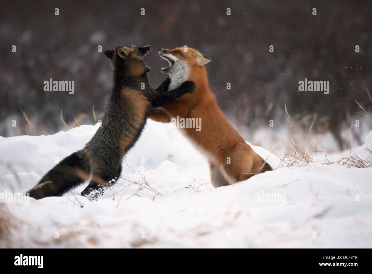 Red fox arctic fox fighting hi-res stock photography and images - Alamy