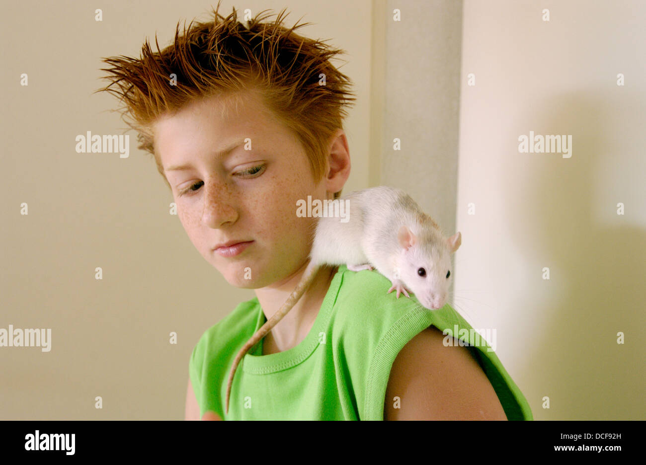 Pet rat hi-res stock photography and images - Alamy