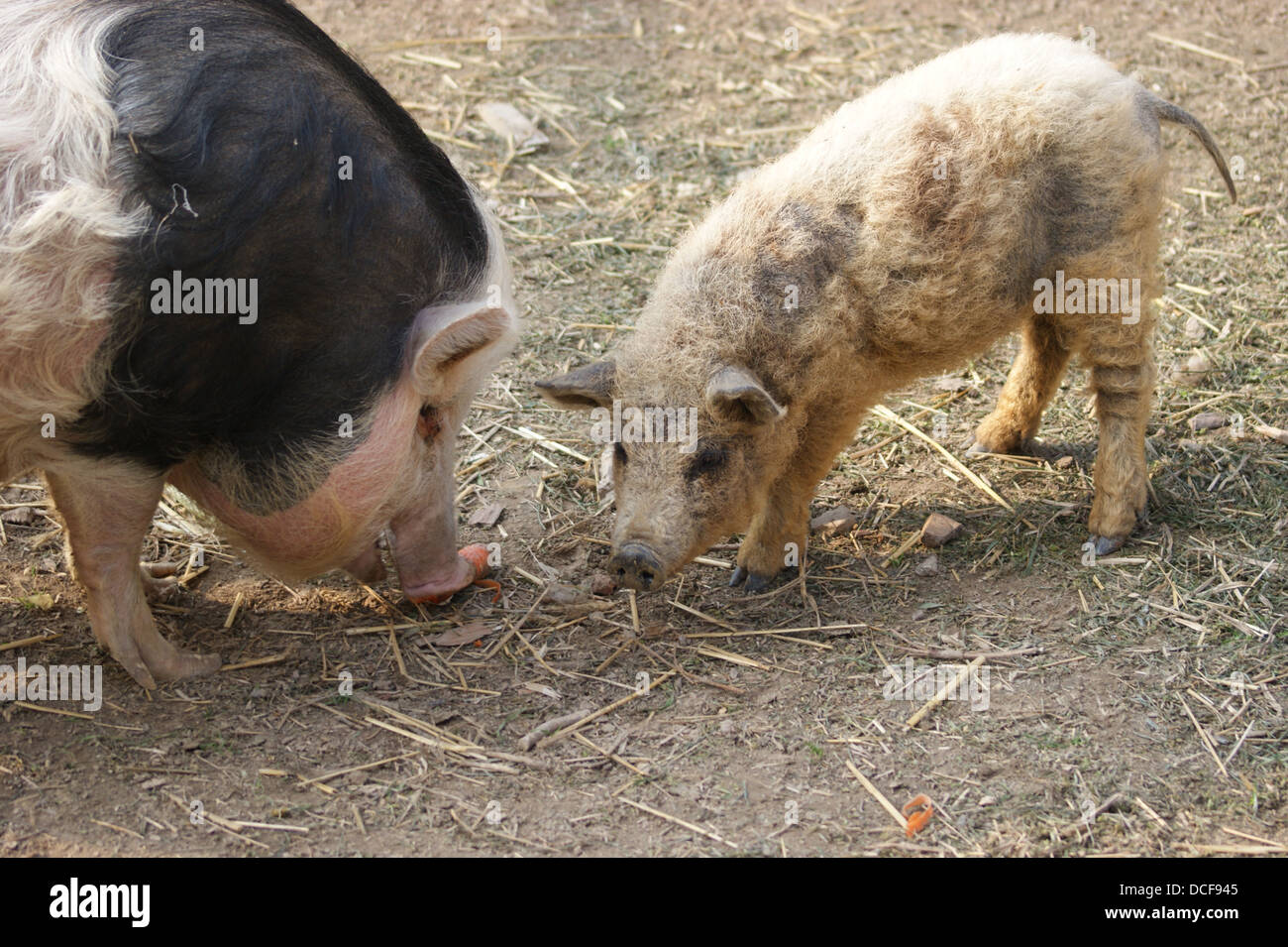 Curly haired pig hi-res stock photography and images - Alamy
