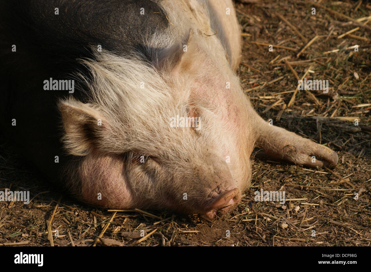 Hungarian mangalitsa pig, a very curly haired animal Stock Photo - Alamy