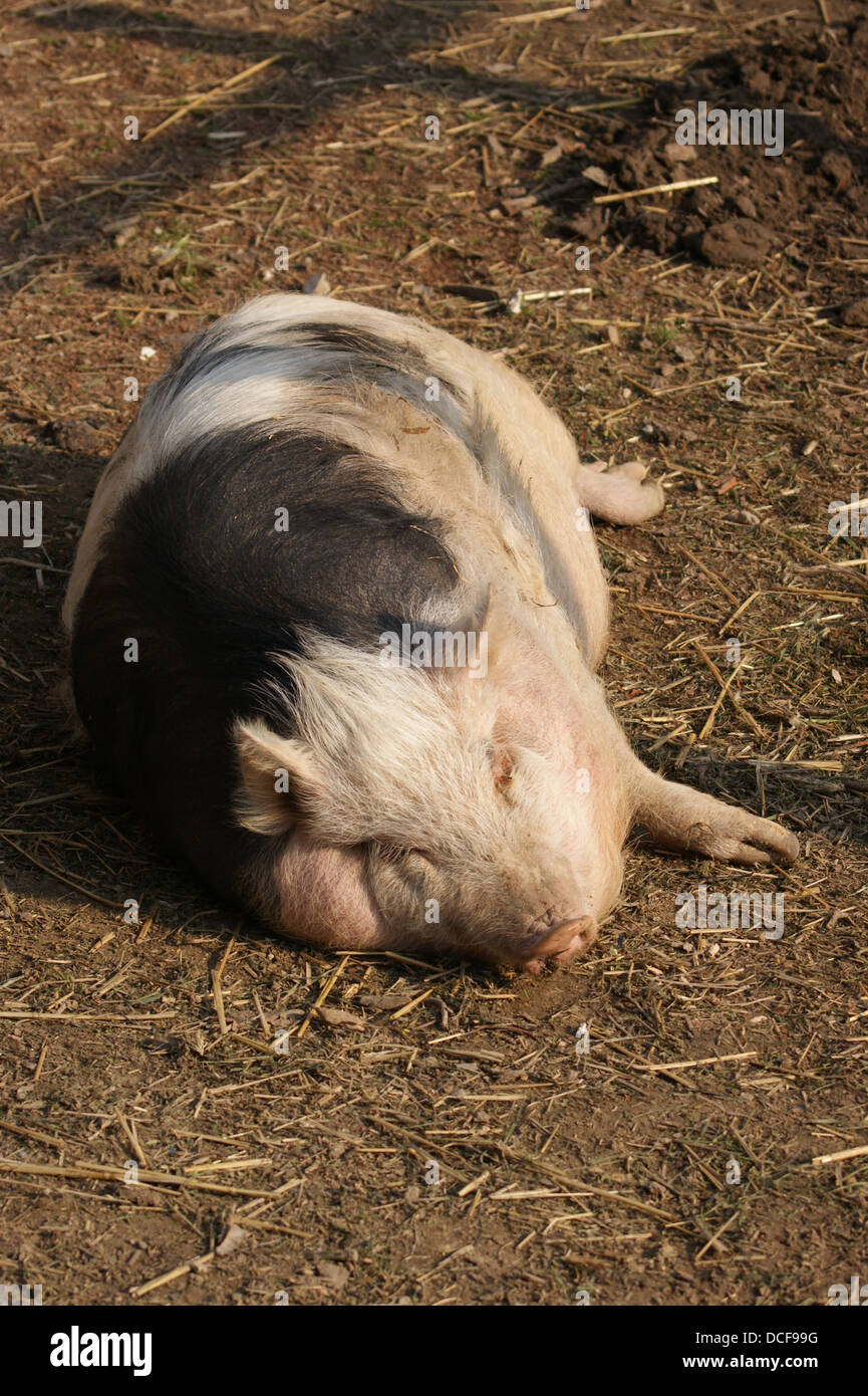 Hungarian mangalitsa pig, a very curly haired animal Stock Photo - Alamy
