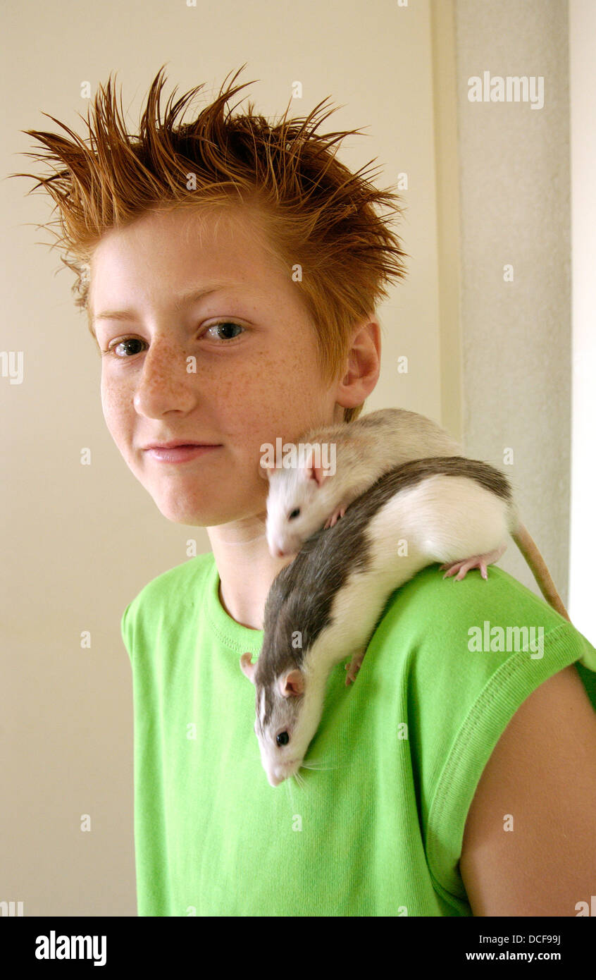 Tame rats hi-res stock photography and images - Alamy