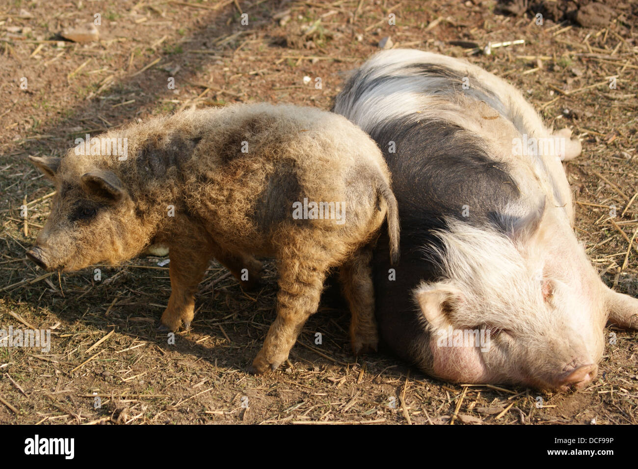 Hungarian mangalitsa pig, a very curly haired animal Stock Photo - Alamy