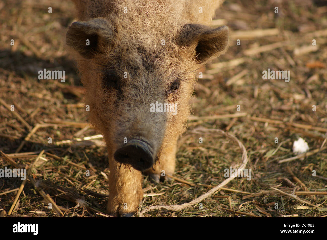 Hungarian mangalitsa pig, a very curly haired animal Stock Photo - Alamy
