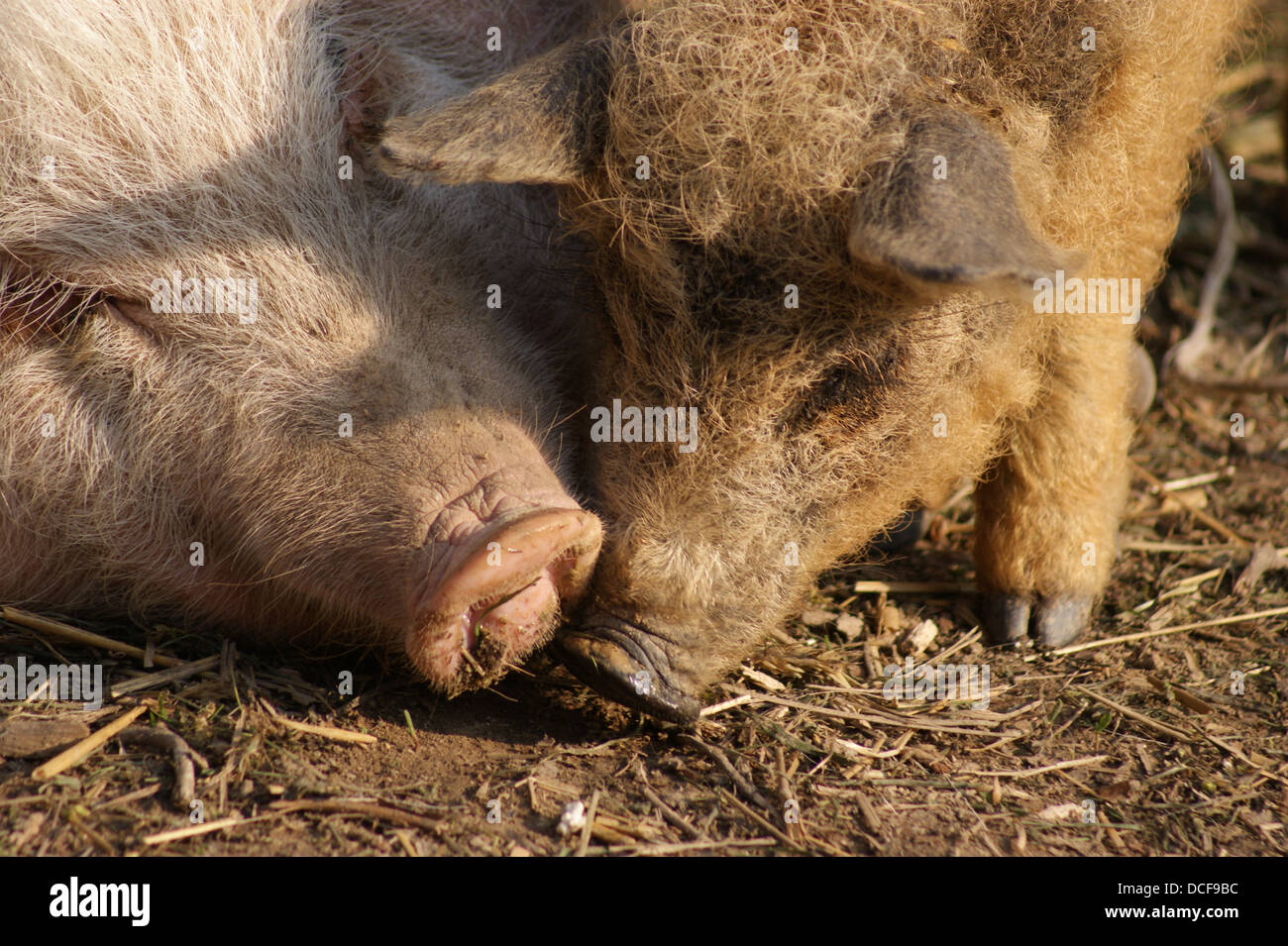 Hungarian mangalitsa pig, a very curly haired animal Stock Photo - Alamy