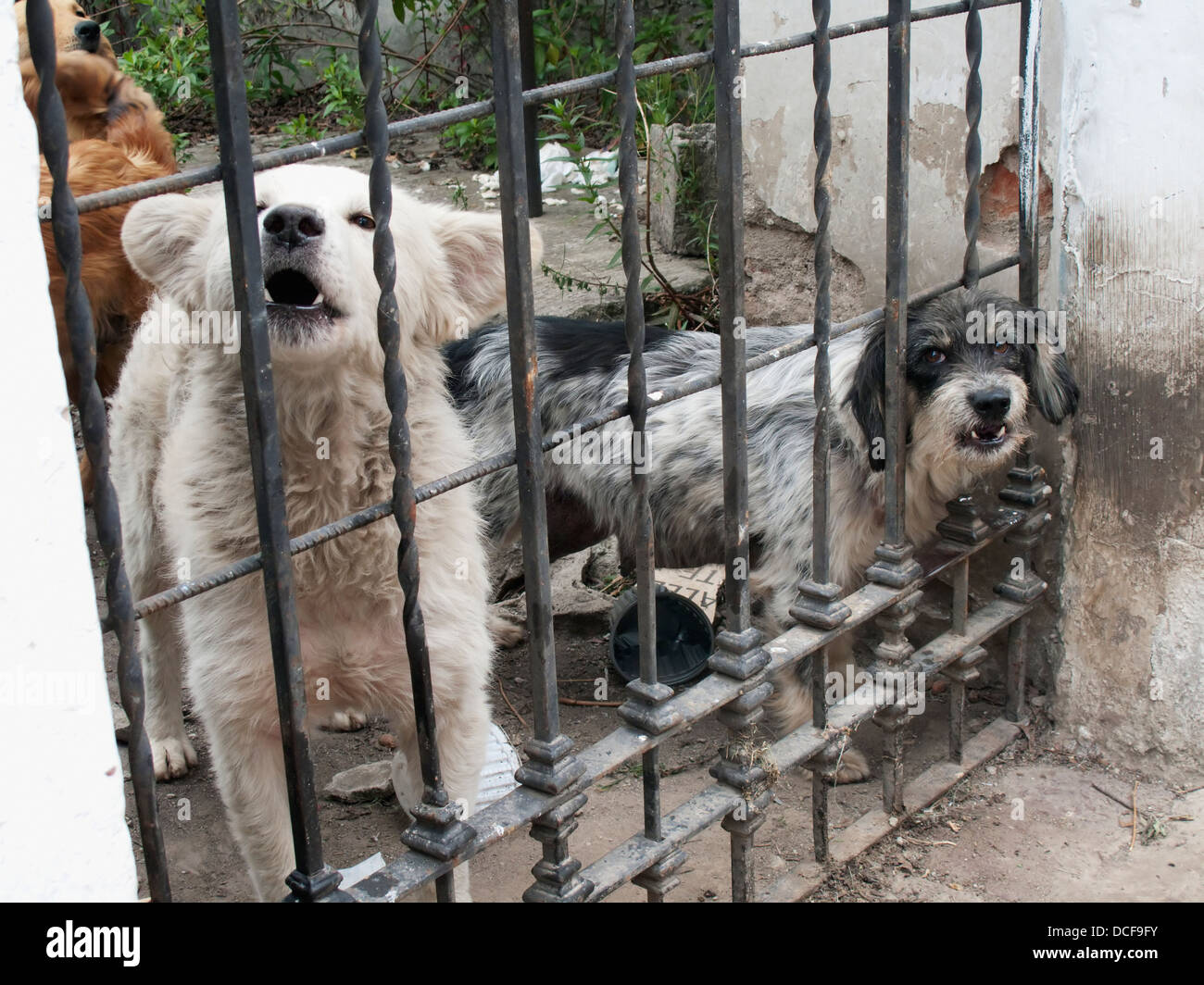 Grating barrier hi-res stock photography and images - Alamy