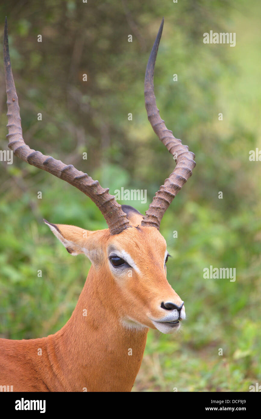 African buck species hi-res stock photography and images - Alamy