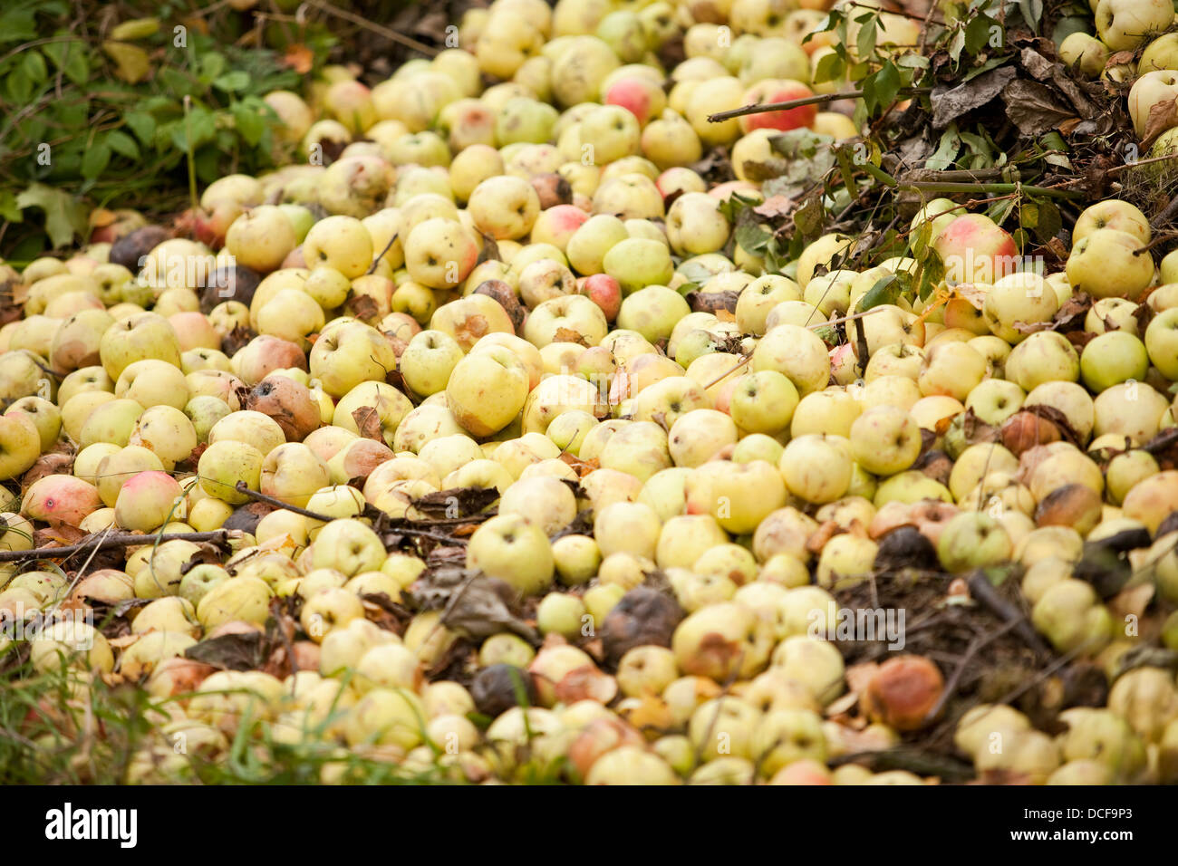 Rotten apple maggot hi-res stock photography and images - Alamy