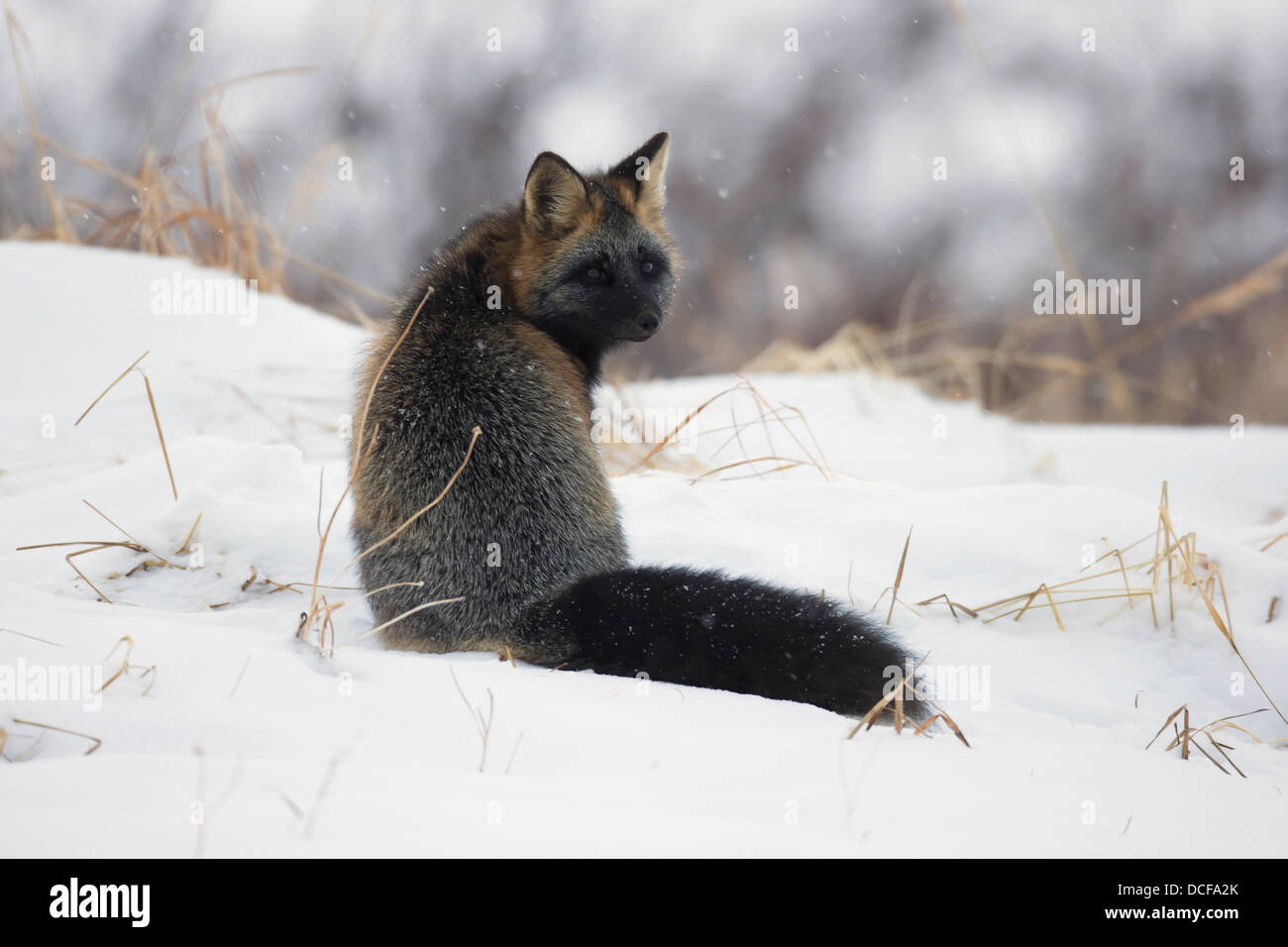 Cross fox snow hi-res stock photography and images - Alamy