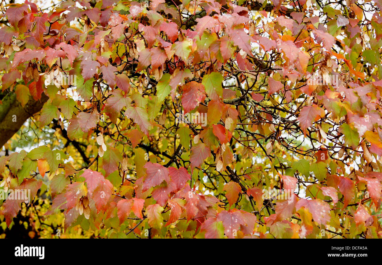 Amur Maple Acer ginnala (syn. A. tataricum subsp. ginnala Stock Photo ...