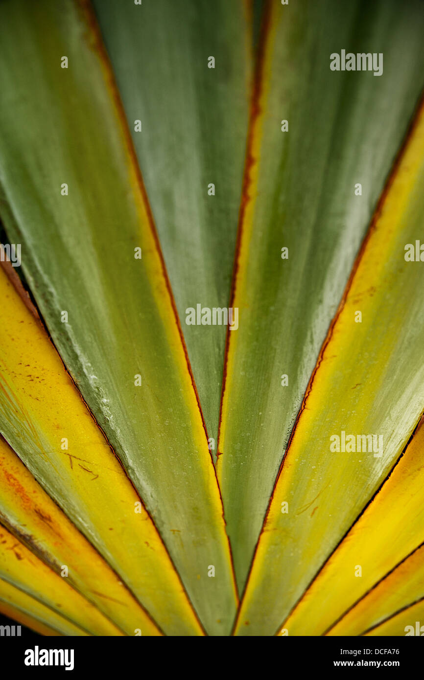 Big palm folding branches abstract closeup Stock Photo - Alamy