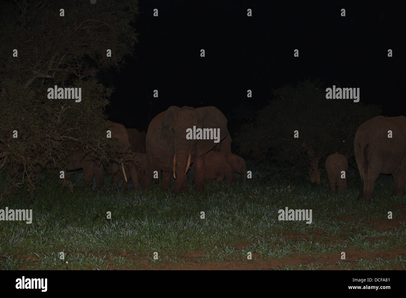 African Elephants. Night time. Loxodonta africana spp. Selenkay ...