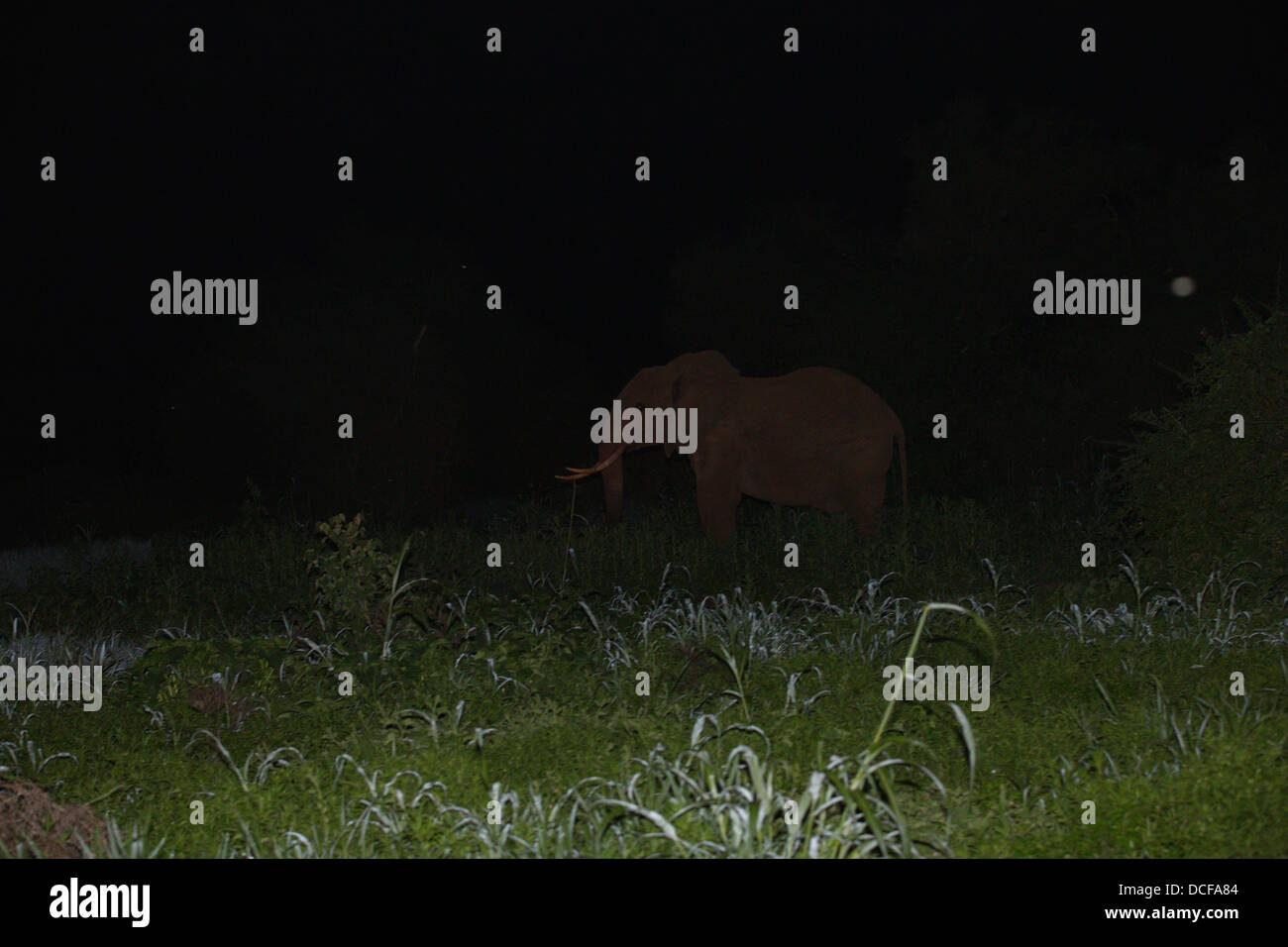 African Elephants. Night time. Loxodonta africana spp. Selenkay ...
