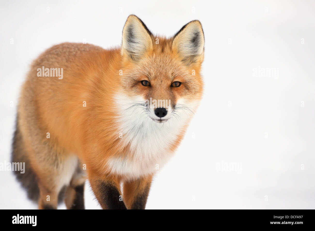 Portrait Of Red Fox;Churchill Manitoba Canada Stock Photo - Alamy