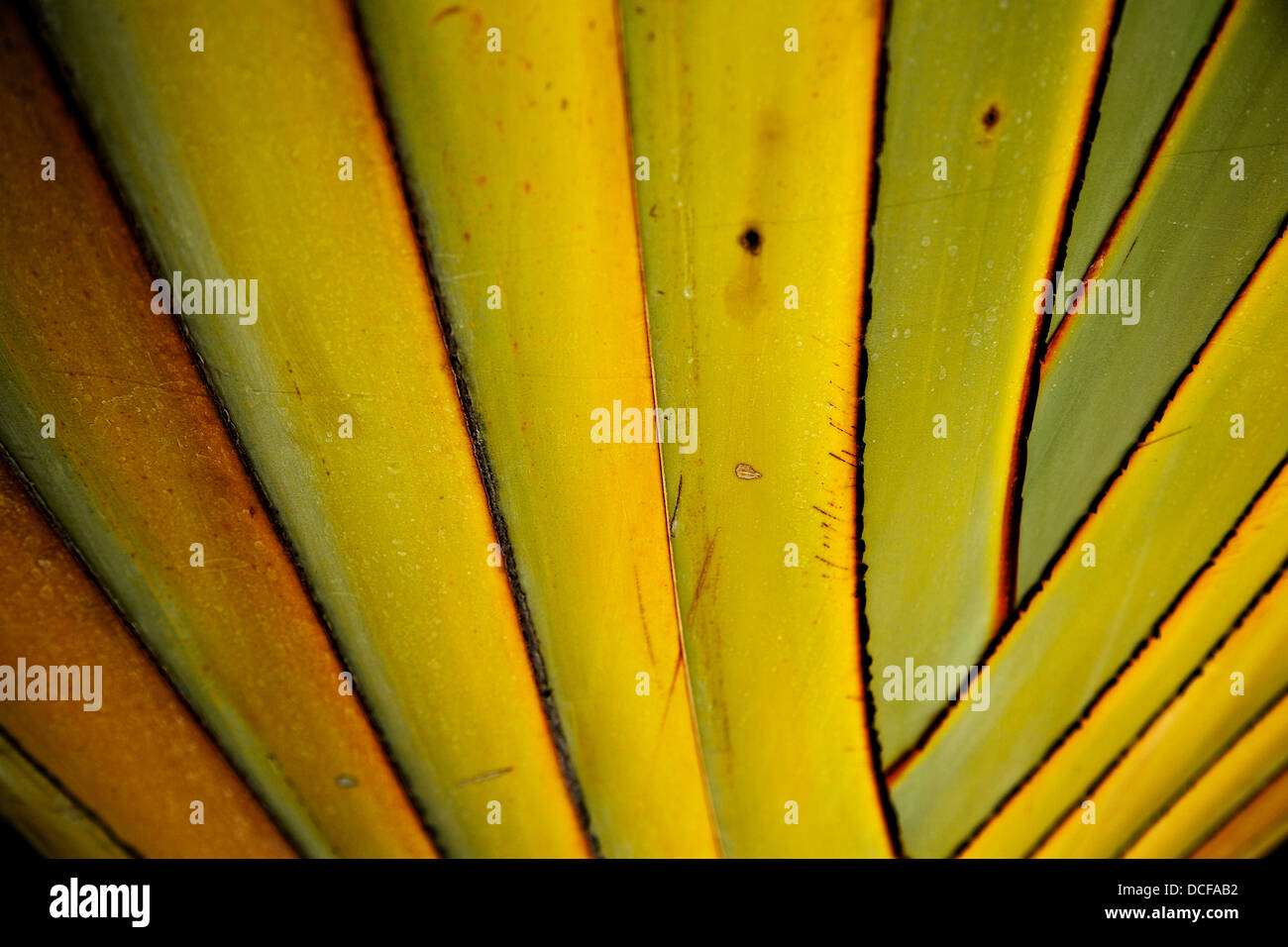 Big palm folding branches abstract closeup Stock Photo - Alamy
