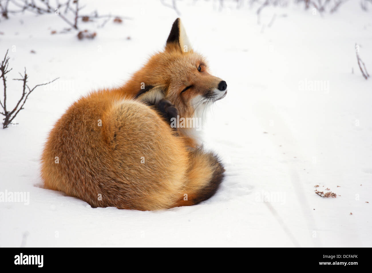 Curled up arctic fox in hi-res stock photography and images - Alamy