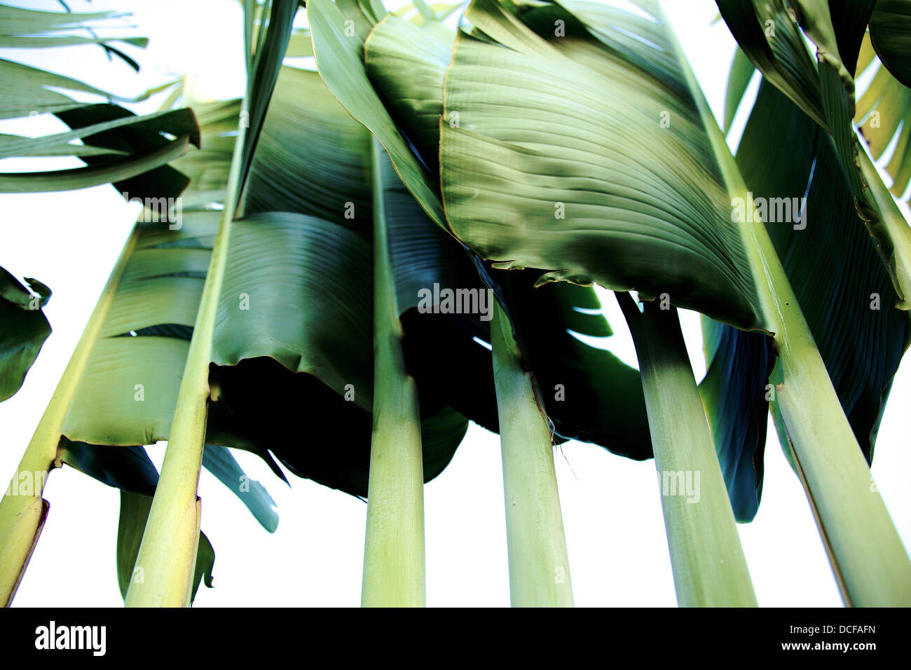 leaf background, dense green bush, Acapulco, Mexico Stock Photo - Alamy