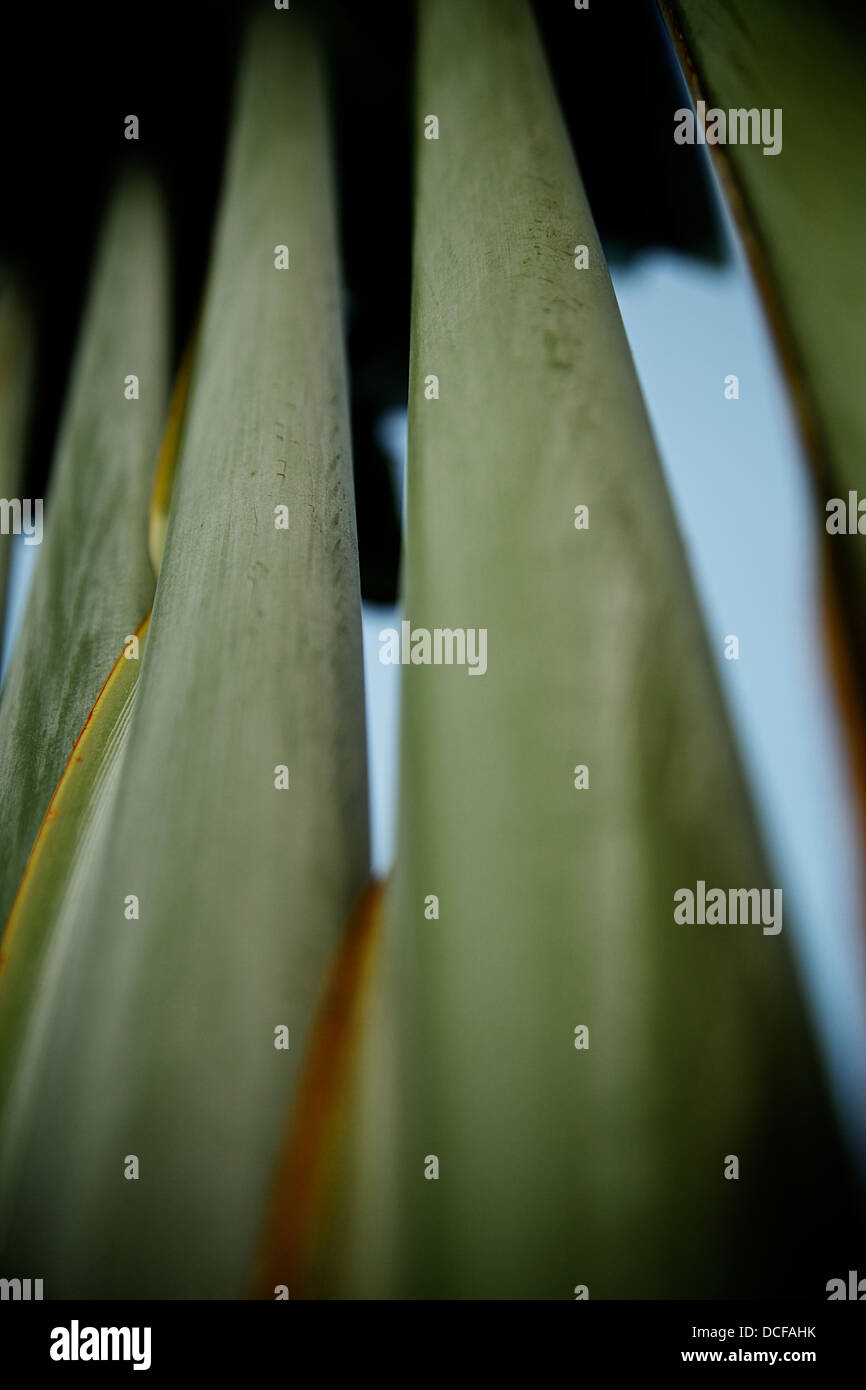 leaf background, dense green bush, Acapulco, Mexico Stock Photo - Alamy