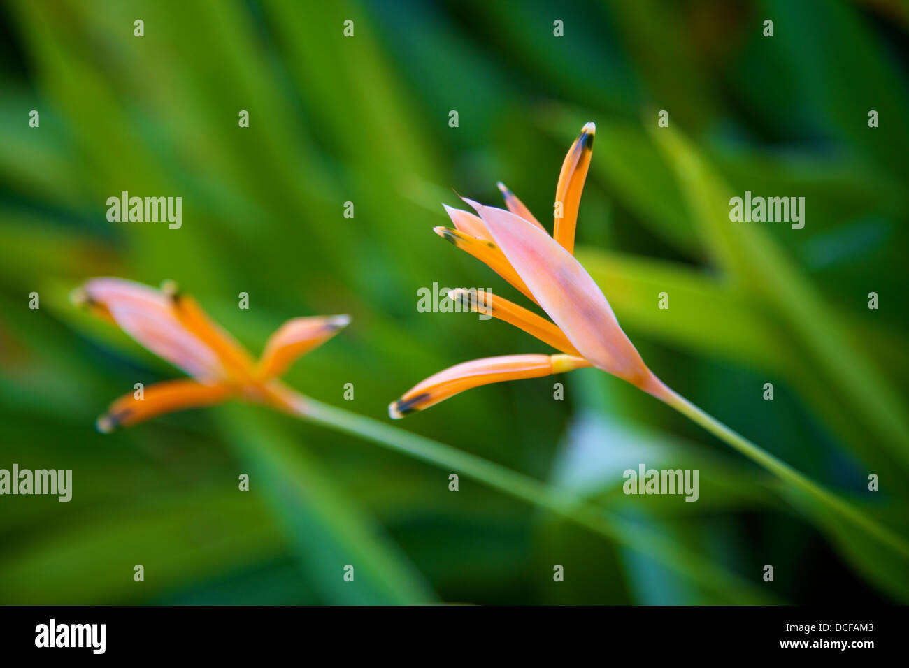 leaf background, dense green bush, Acapulco, Mexico Stock Photo - Alamy