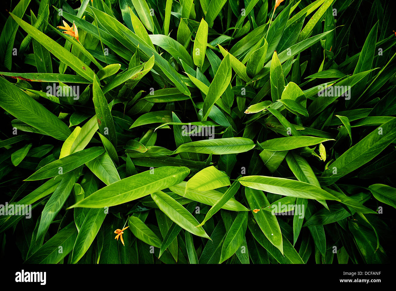 leaf background, dense green bush, Acapulco, Mexico Stock Photo - Alamy