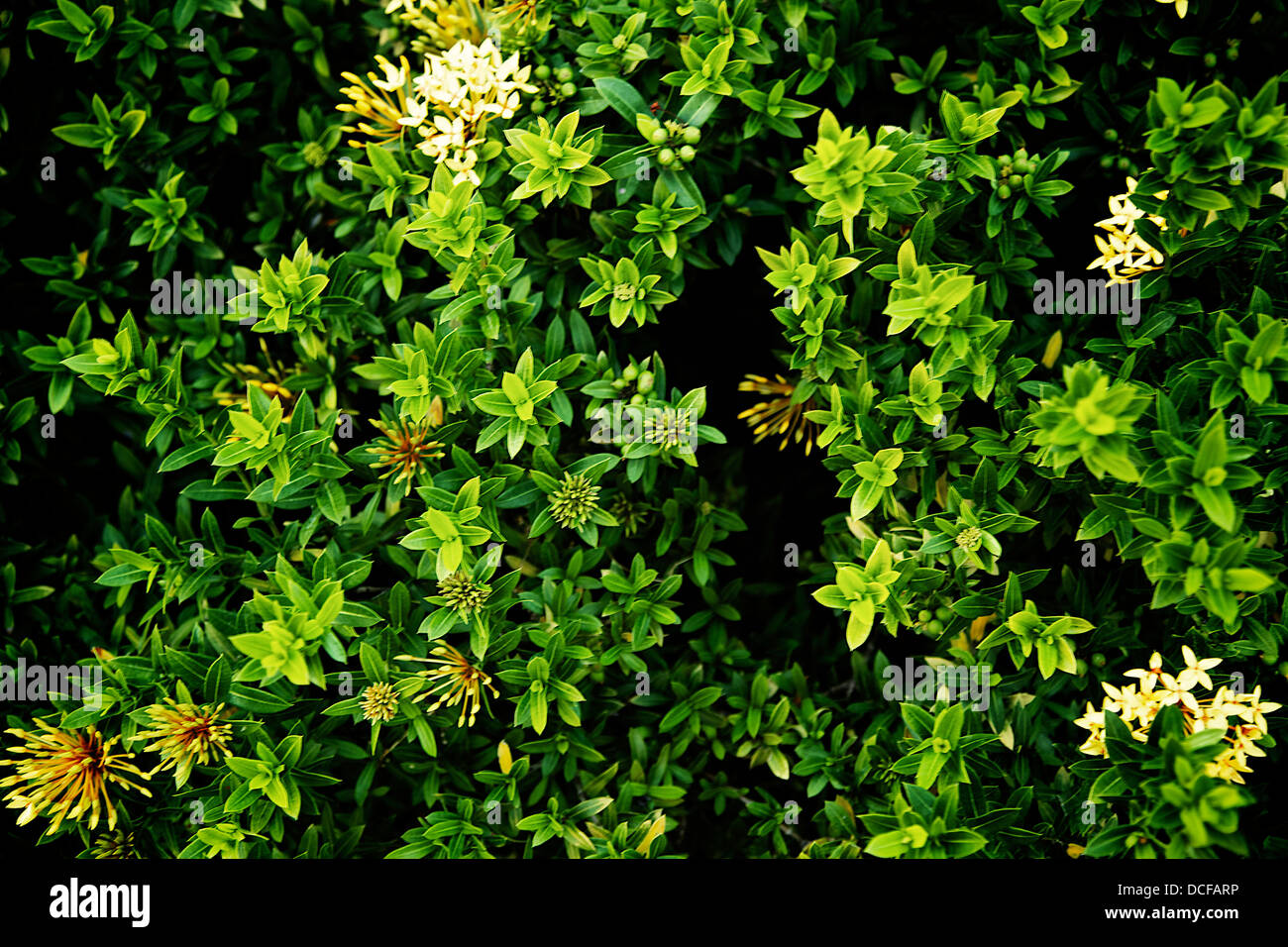 leaf background, dense green bush, Acapulco, Mexico Stock Photo - Alamy