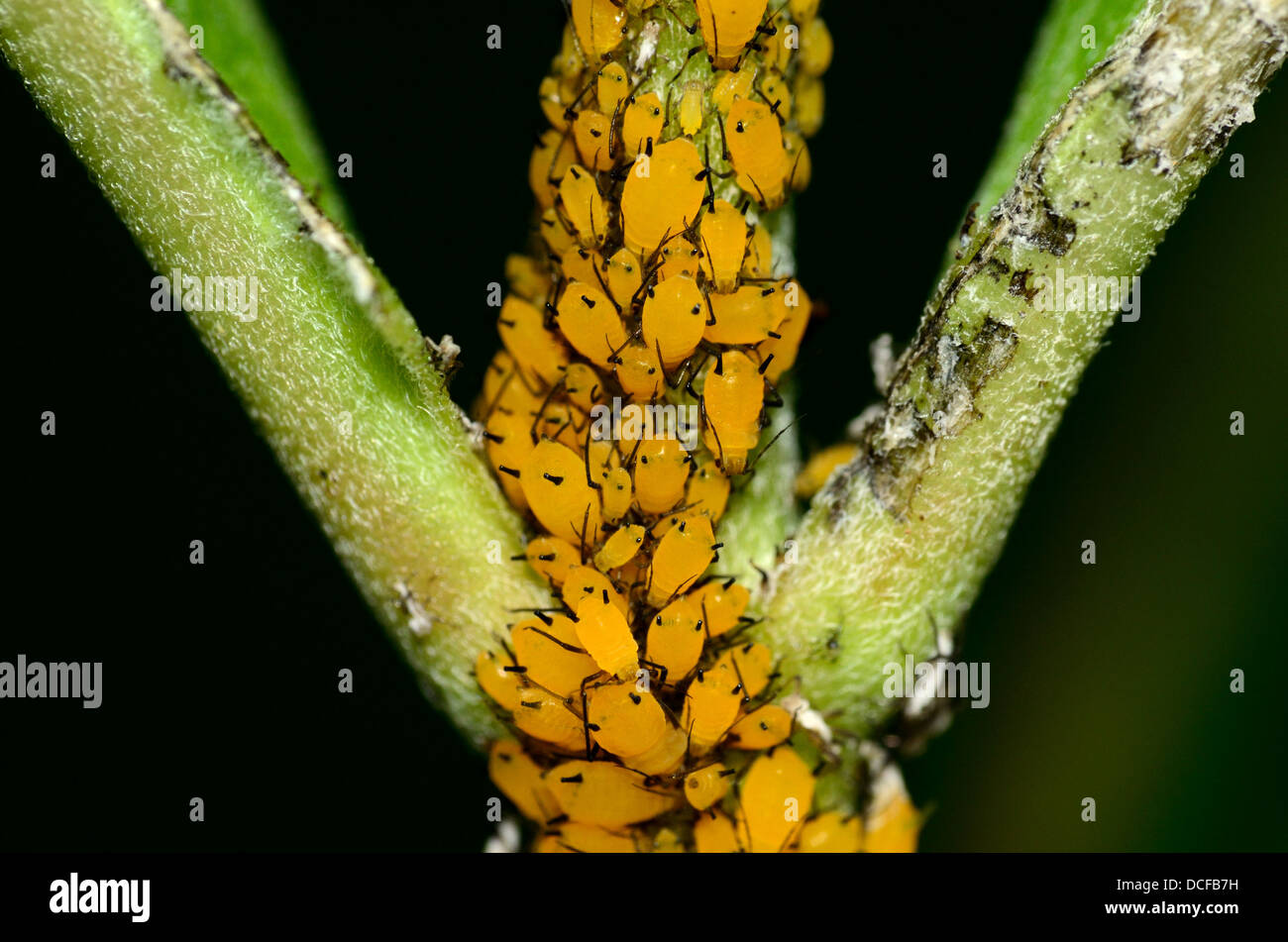 Orange Aphids