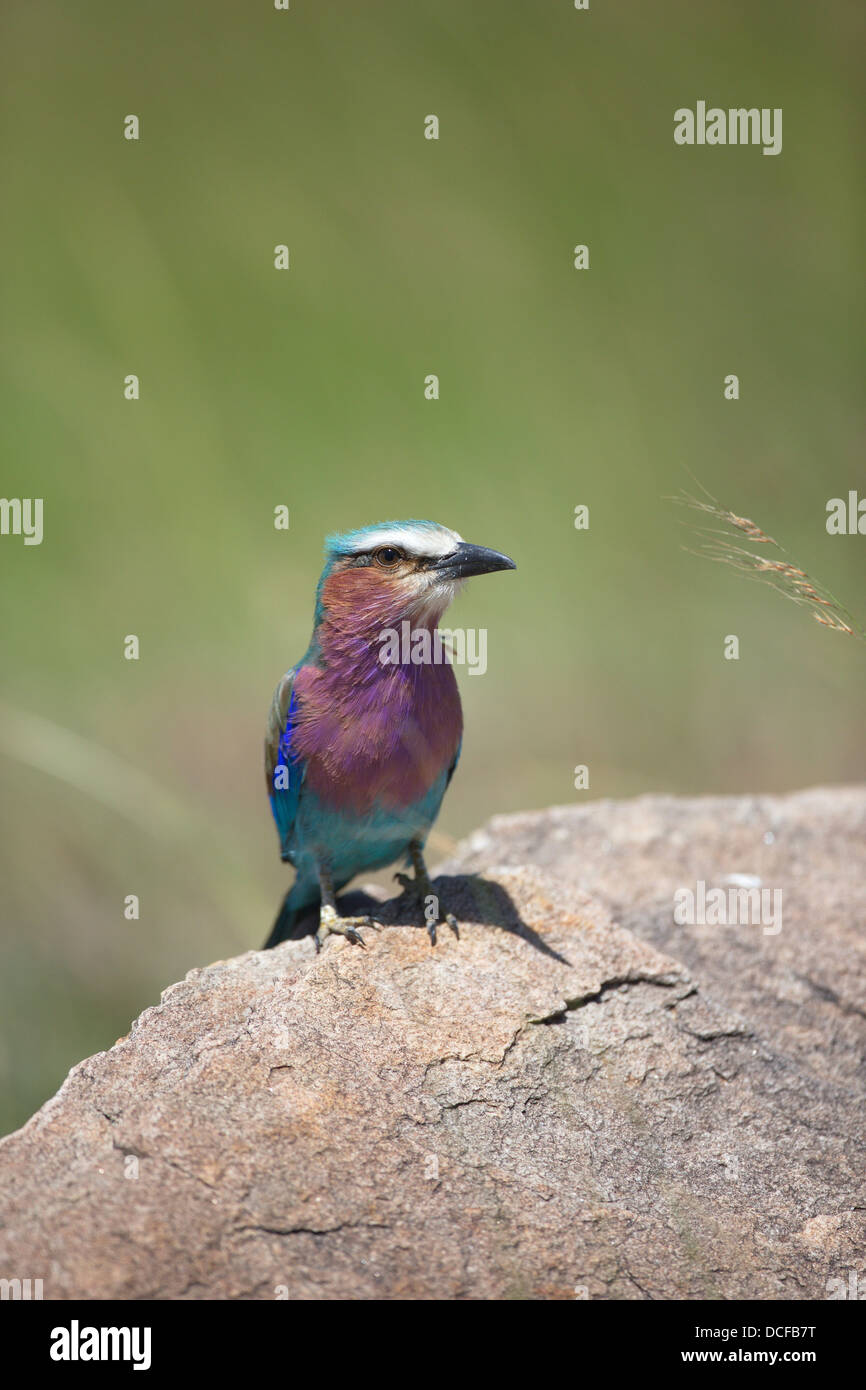 Lilac Breasted Roller. Coracias caudatus. The national bird of Botswana ...