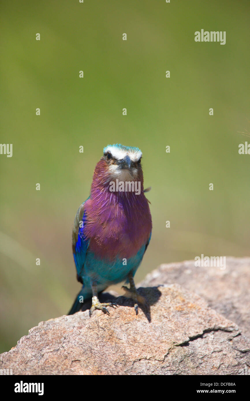 Lilac Breasted Roller. Coracias caudatus. The national bird of Botswana ...