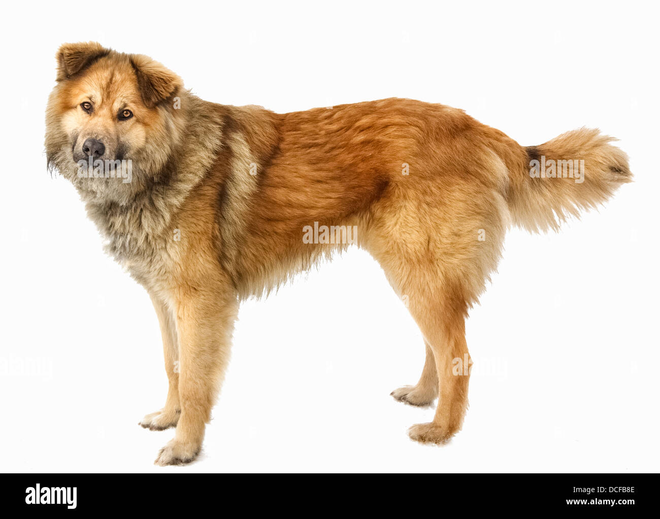 Pets background hi-res stock photography and images - Alamy