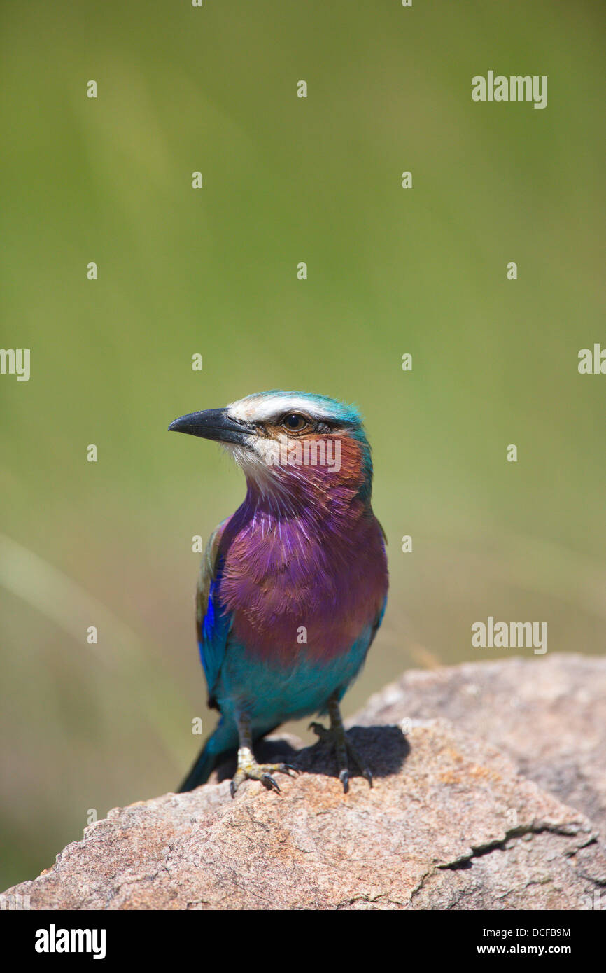 Lilac Breasted Roller. Coracias caudatus. The national bird of Botswana ...