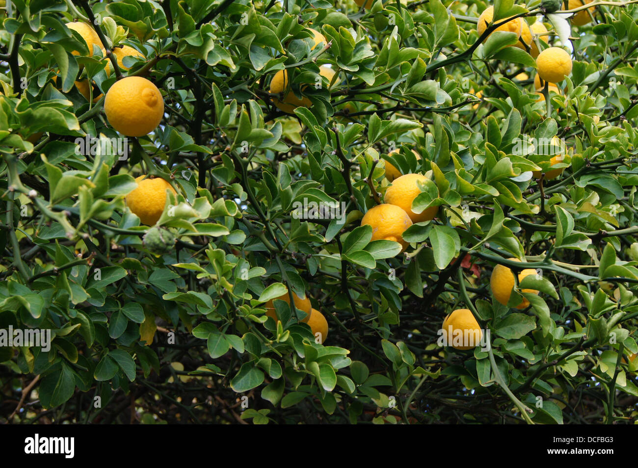 Poncirus trifoliata L Stock Photo - Alamy