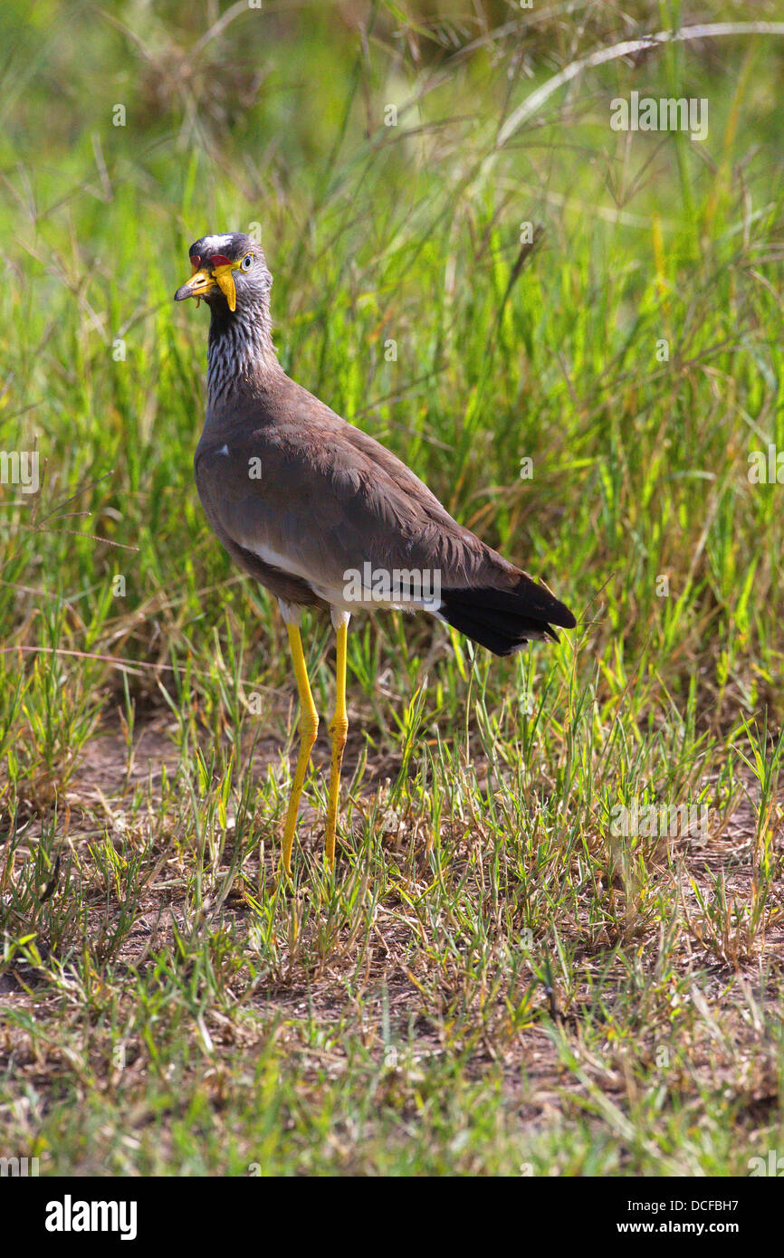 Wattled Plover. Kenya, Africa. Bird, Yellow Legs Stock Photo - Alamy
