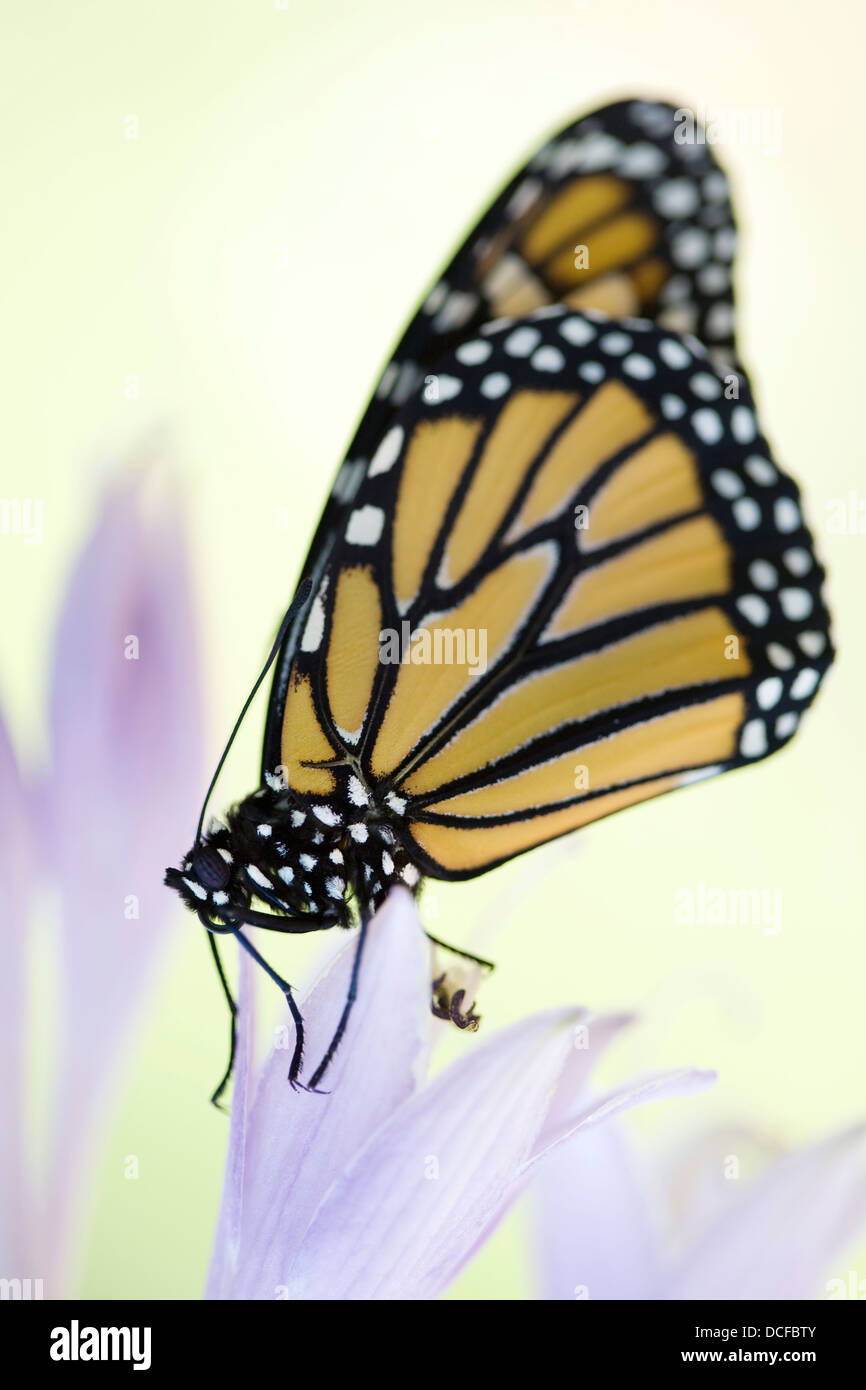 Beautiful monarch butterfly Stock Photo - Alamy