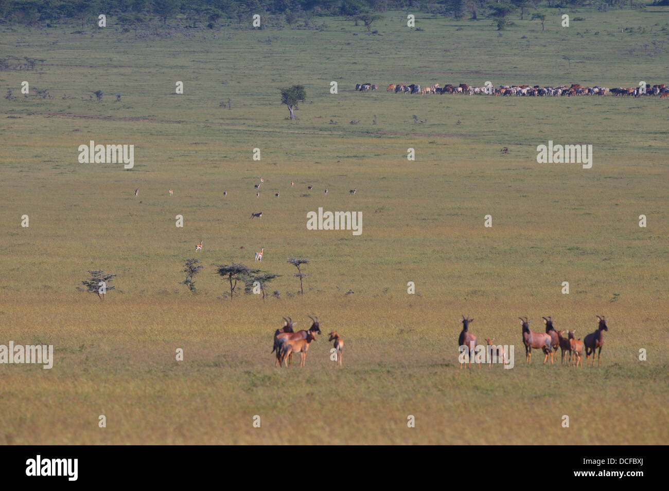 Cheetah hunting in Ol Kinyei Conservancy. Acinonyx jubatus. Kenya ...