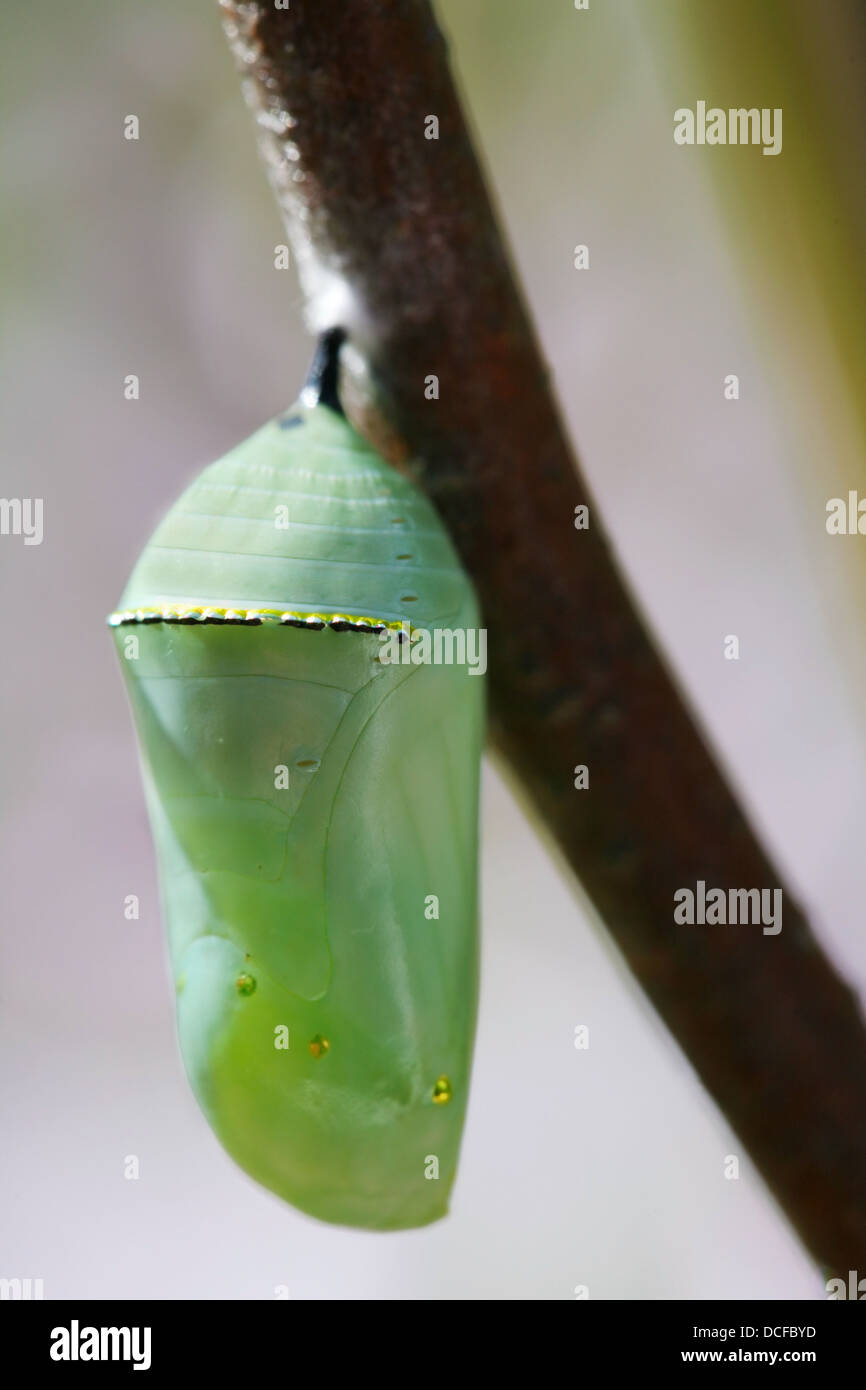 Chrysallis hi-res stock photography and images - Alamy