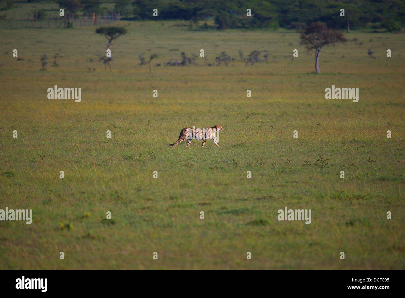 Cheetah hunting in Ol Kinyei Conservancy. Acinonyx jubatus. Kenya ...