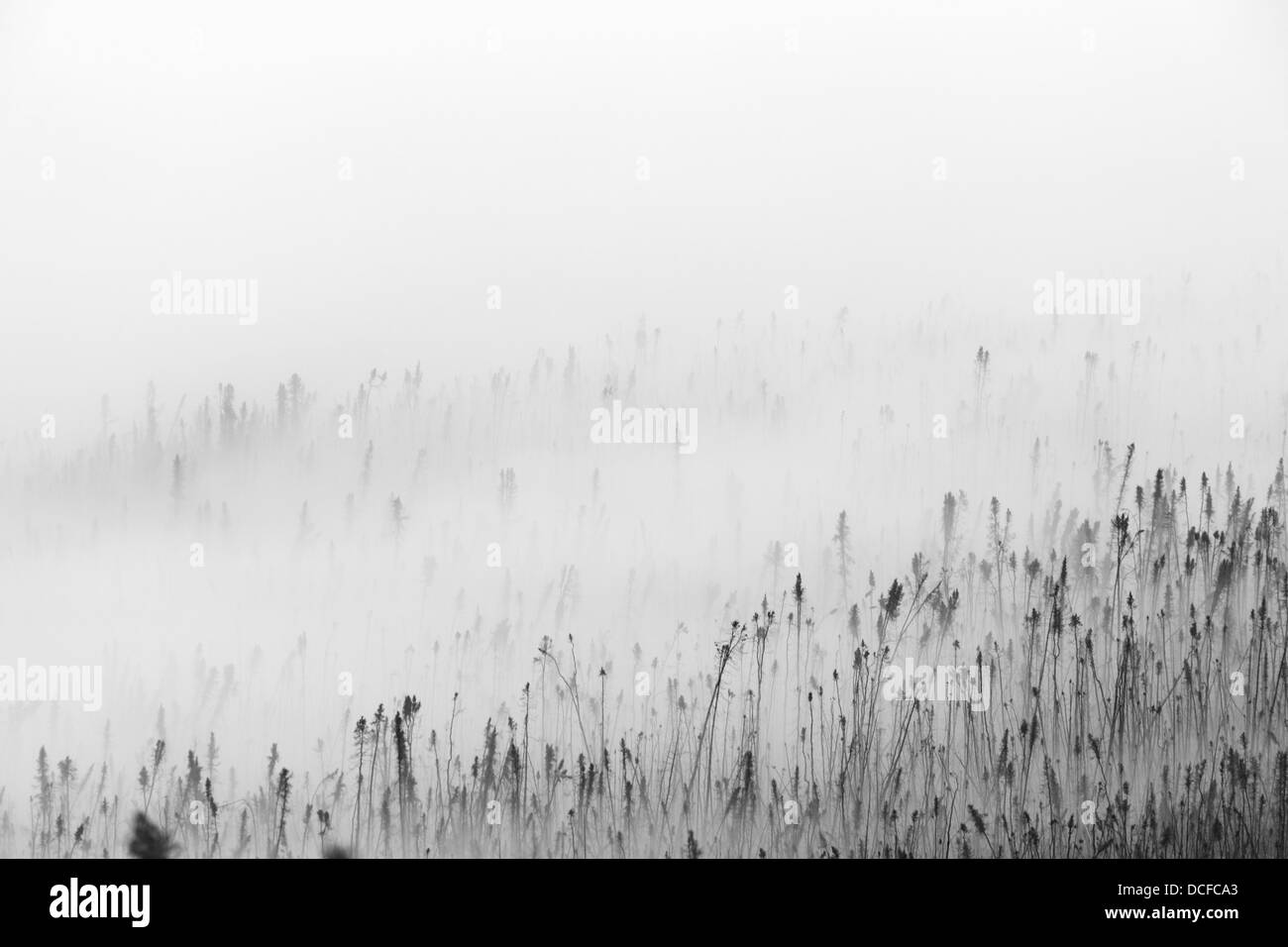 After effects forest fire in Black and White Stock Photos & Images - Alamy