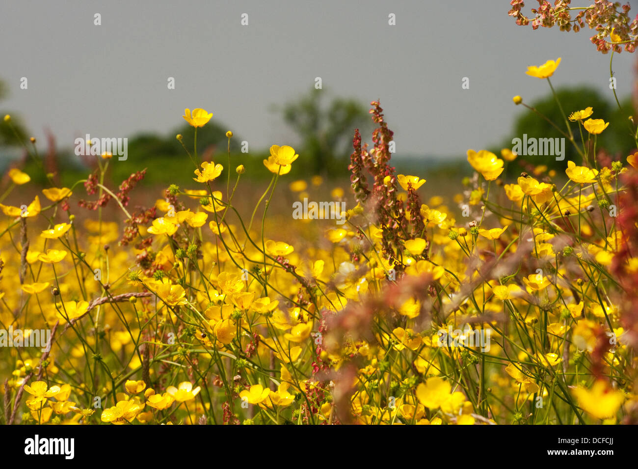 Wild yellow flowers Stock Photo - Alamy