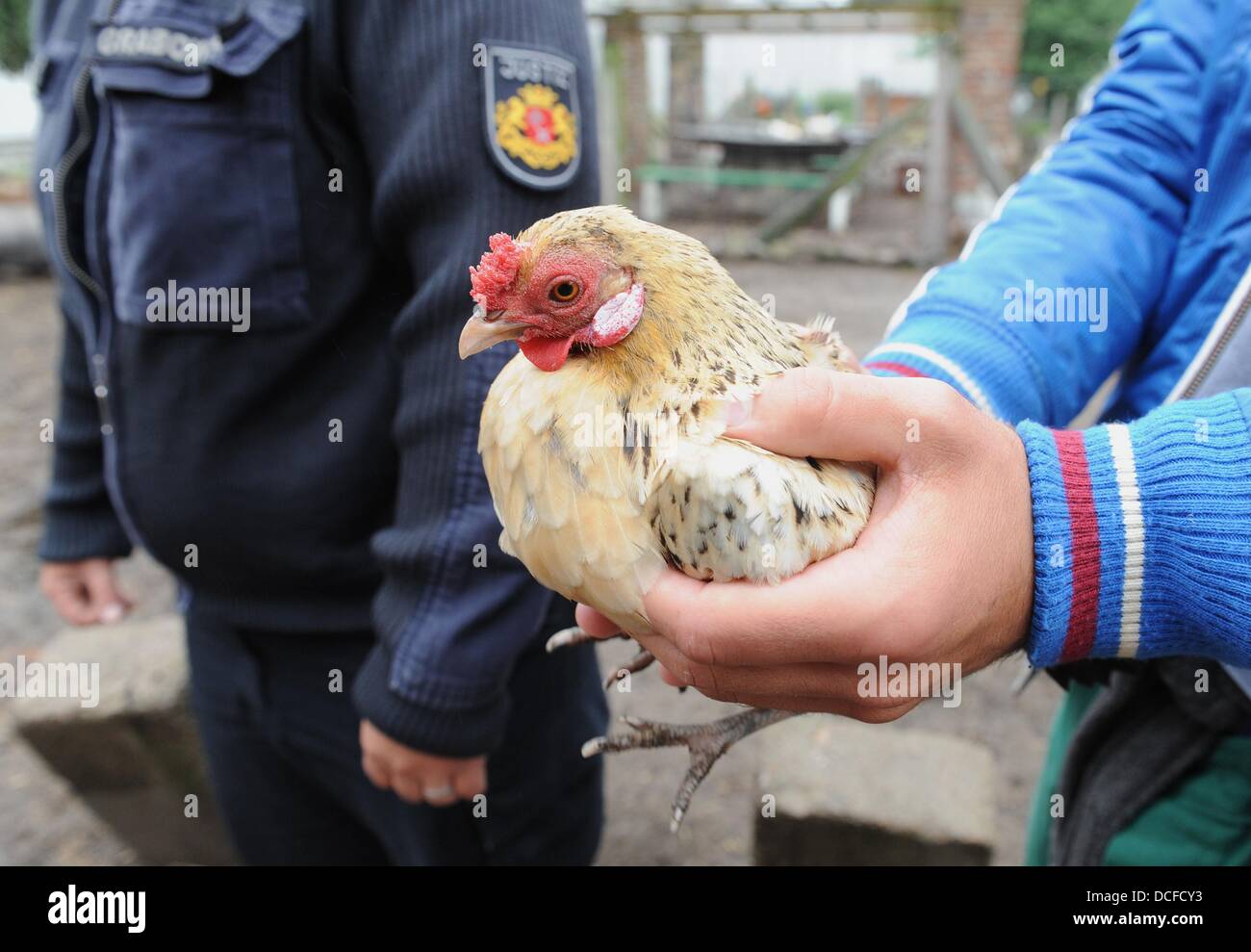 Arman holds the chicken Elvis in the prison in Bremen-Oslebshausen ...