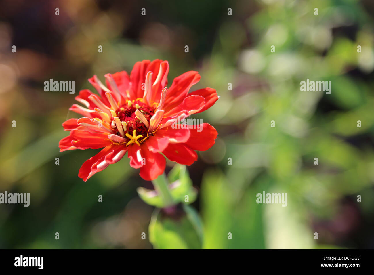 Red zinnia flower Stock Photo - Alamy