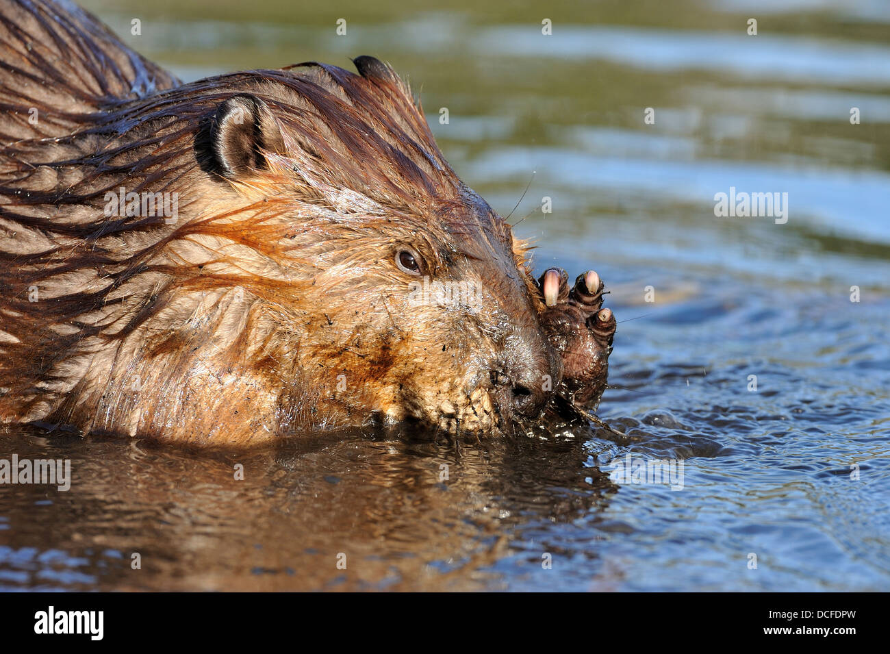 A close up image of a beaver's face 'Castor canadenis' as he rubs his ...