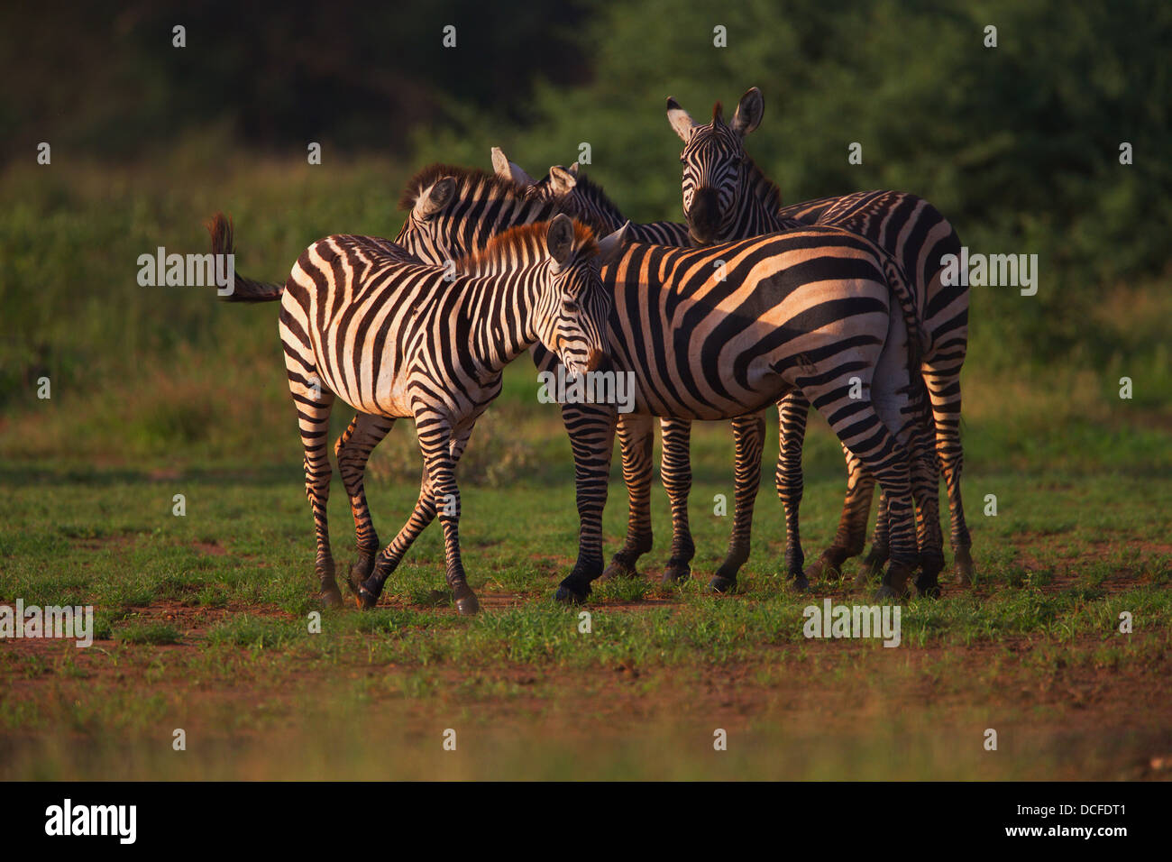 Four African zebras huddle together. Ol Kinyei Conservancy. Kenya ...