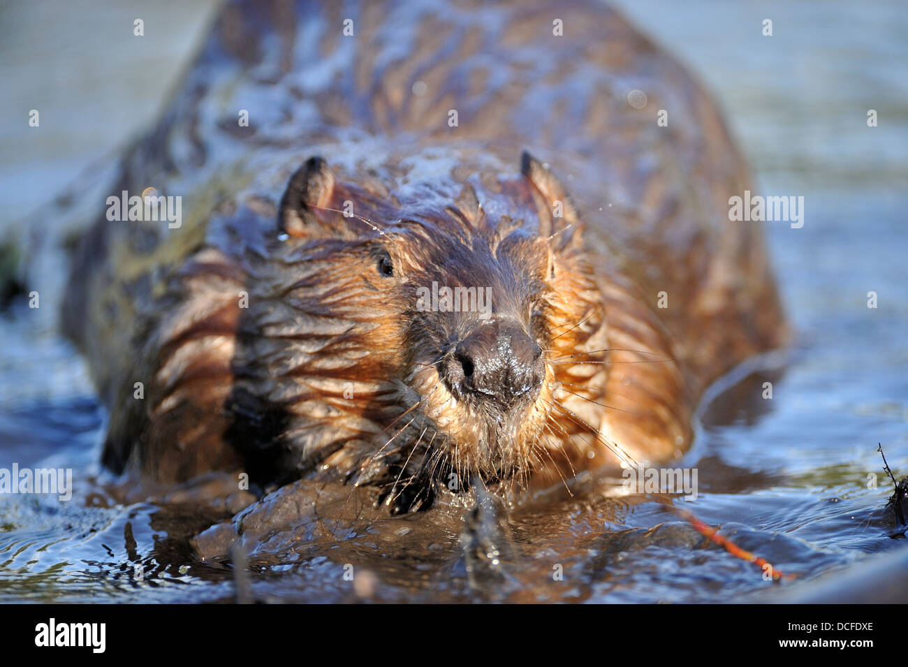 A close up image of a beaver's face as he pushes a load of wet mud into ...