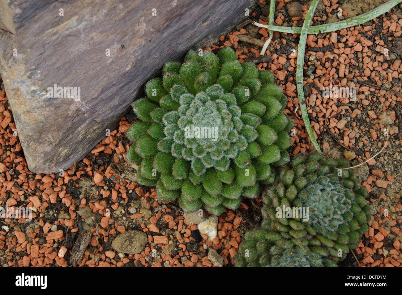 Echeveria pubescens hi-res stock photography and images - Alamy