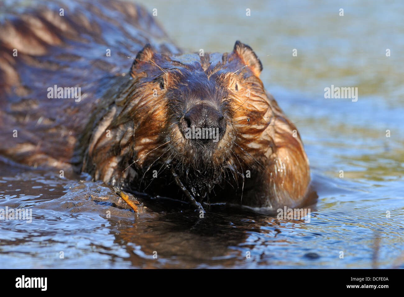 A front close up face view of an adult beaver 'Castor canadenis' dirty ...