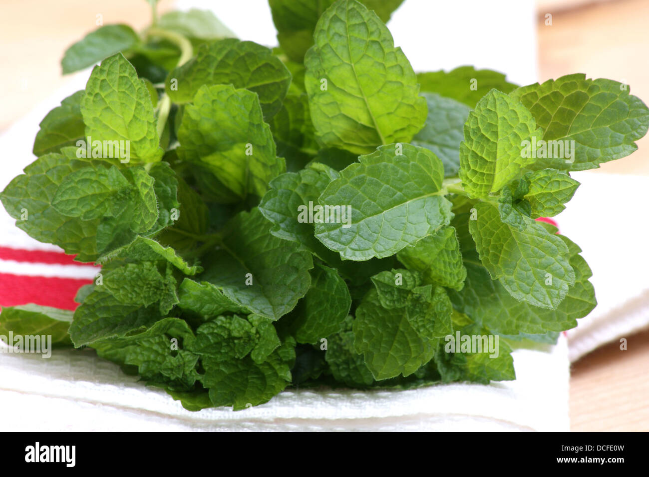 Fresh mint from the garden hi-res stock photography and images - Alamy