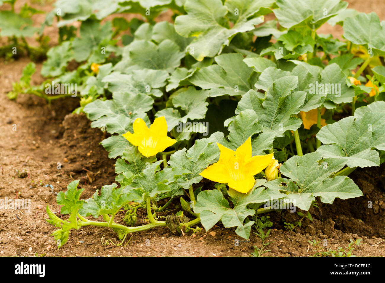 Growing squash in organic vegetable garden Stock Photo - Alamy