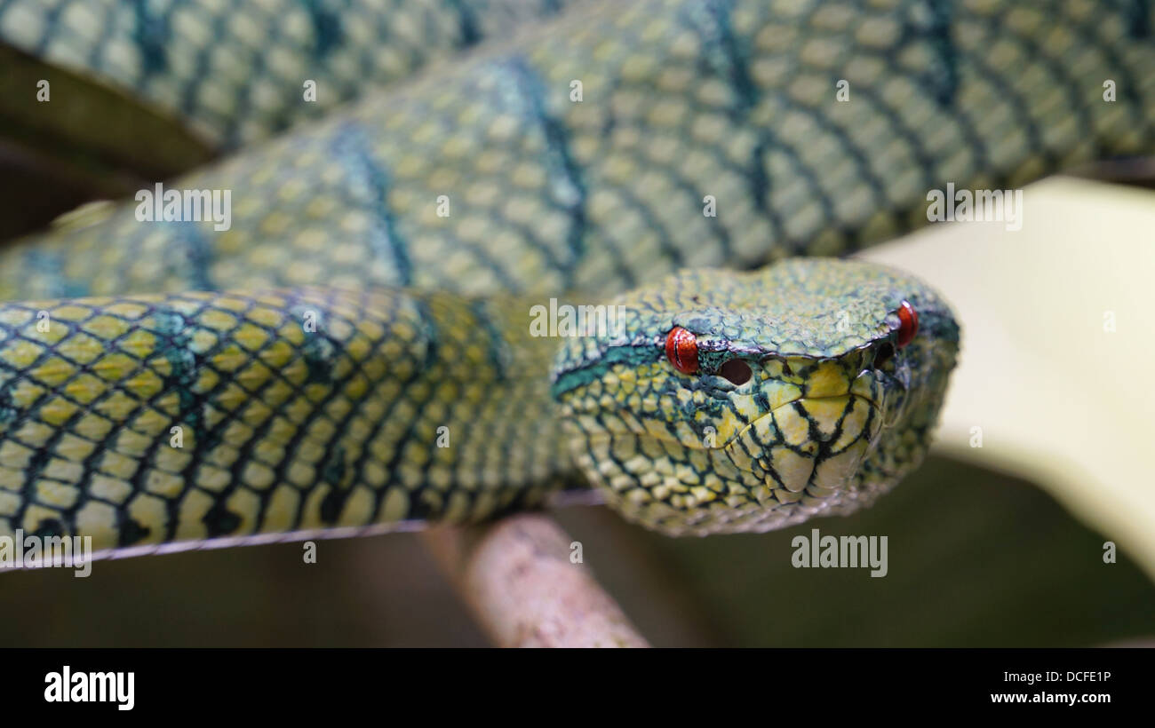 Borneo keeled green pit viper Stock Photo - Alamy